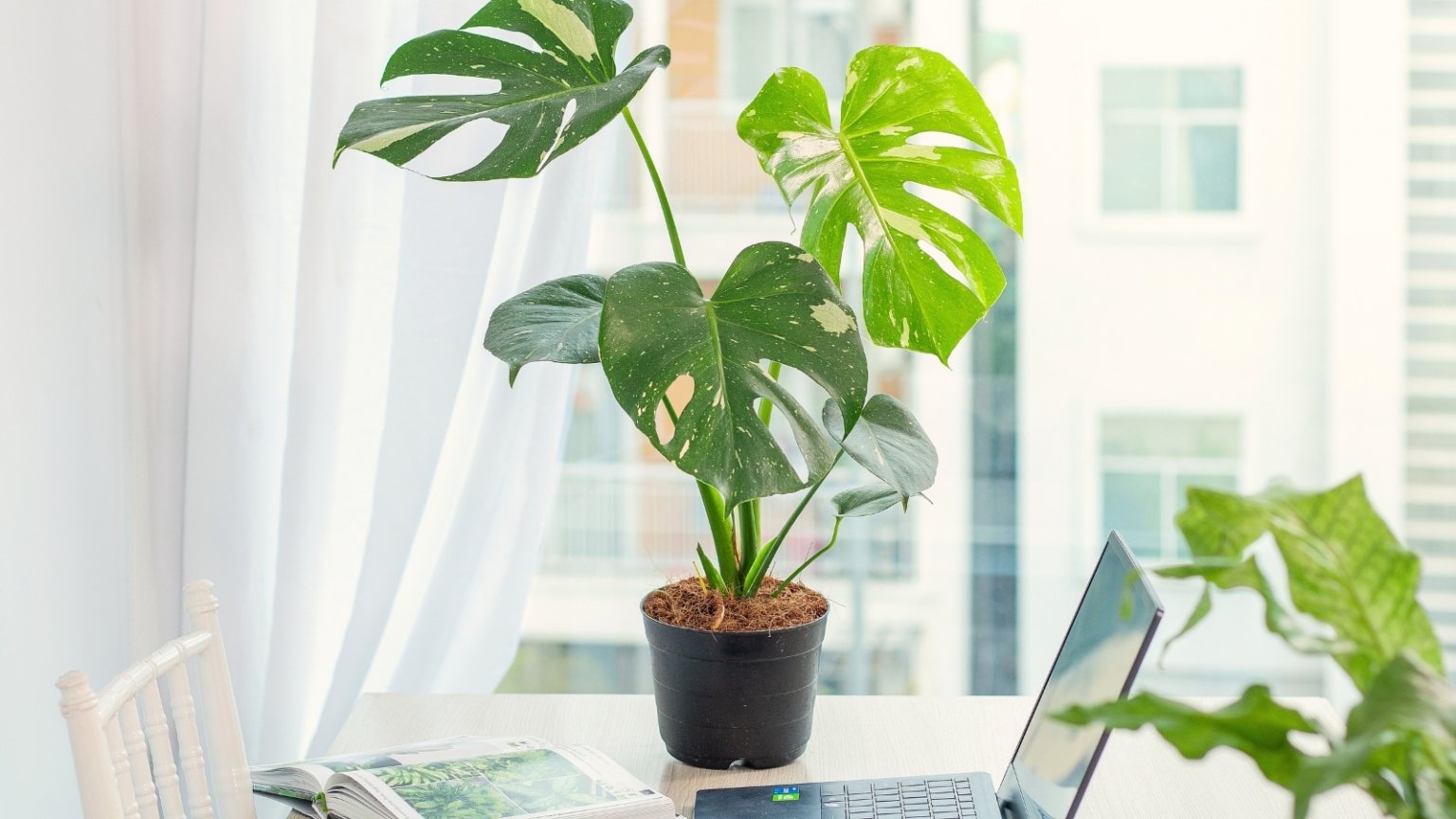 29 Best Plants to Grow in Your Office