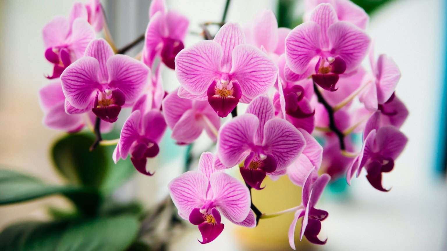 Growing Orchids in Water: Myth or Hack? – Nature's Gateway