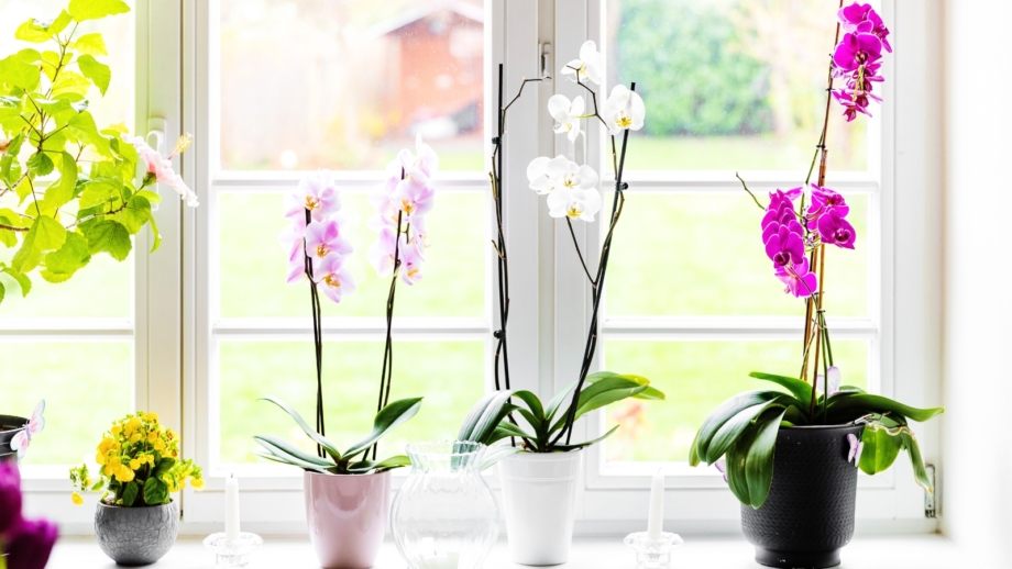 7 Orchid Winter Care Tips For Thriving Plants All Season