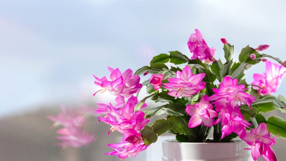 9 Stunning Christmas Cactus Varieties to Look for this Season