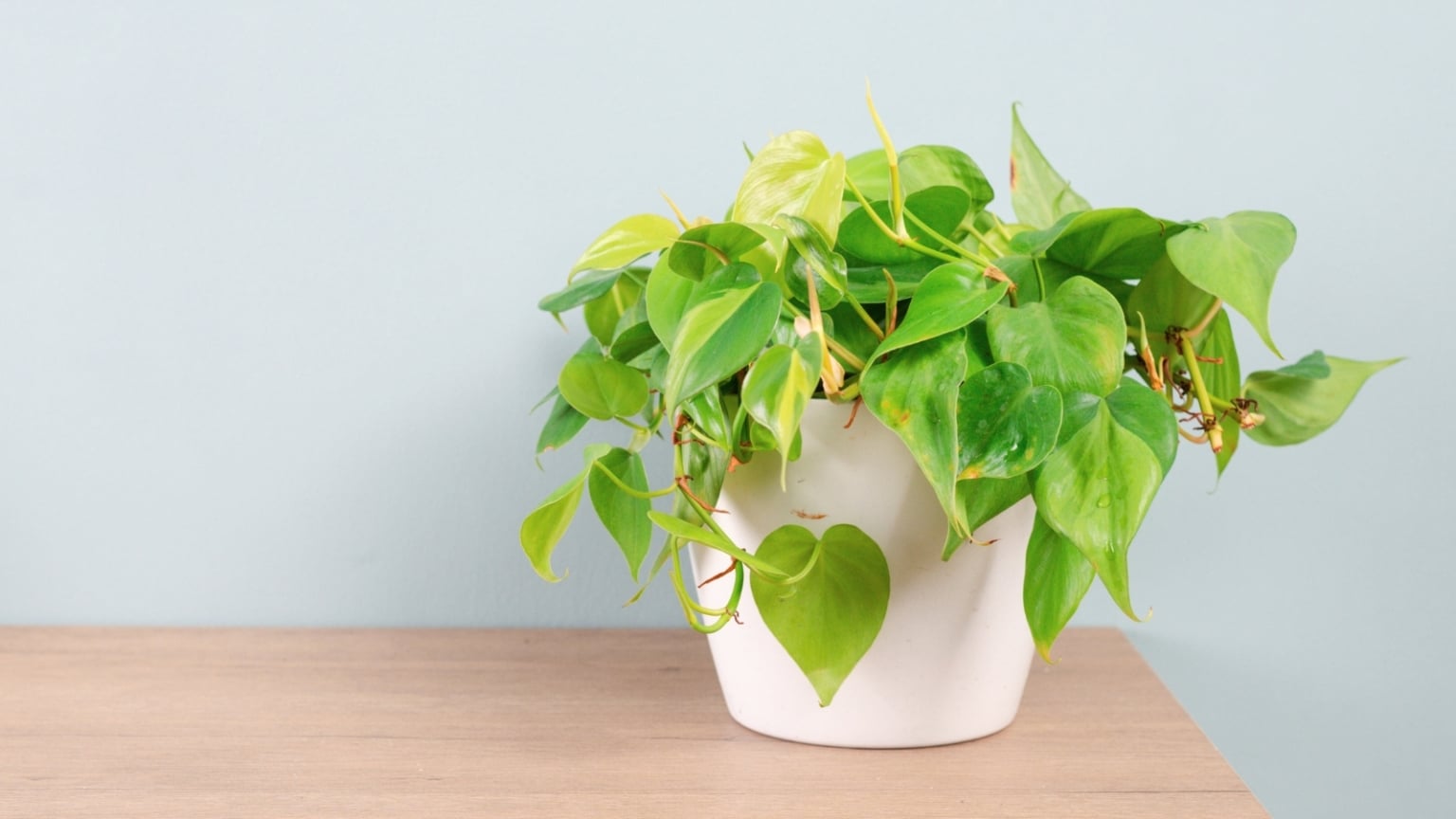 9 Pothos Plant Diseases: Prevention and Treatment