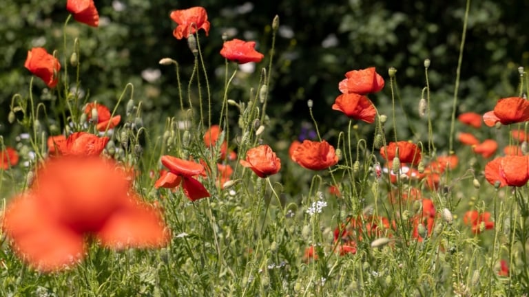 11 Flower Seeds You Can Sow on the Snow