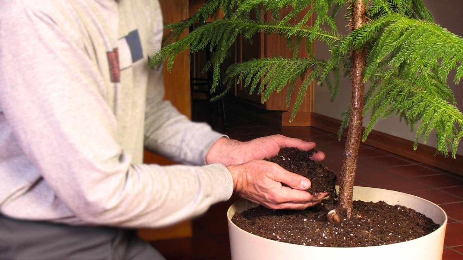 How to Repot Norfolk Island Pine Trees