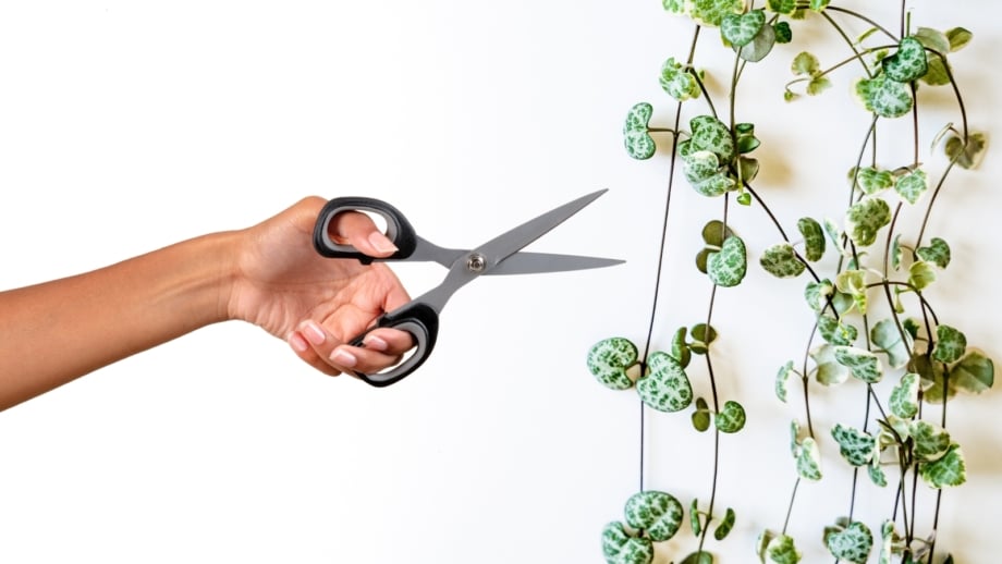 Corsican Mint: Grow And Care For Mentha Requienii - Epic Gardening