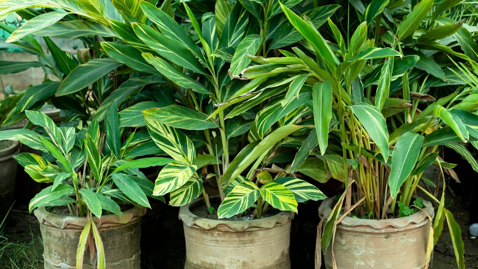 How to Grow Ginger Indoors in 7 Easy Steps