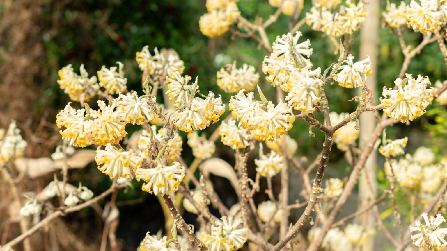 17 Showy Shrubs That Shine in the Winter Landscape