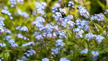 11 Flower Seeds You Can Sow on the Snow