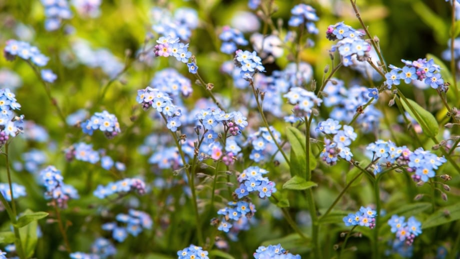 11 Flower Seeds You Can Sow on the Snow