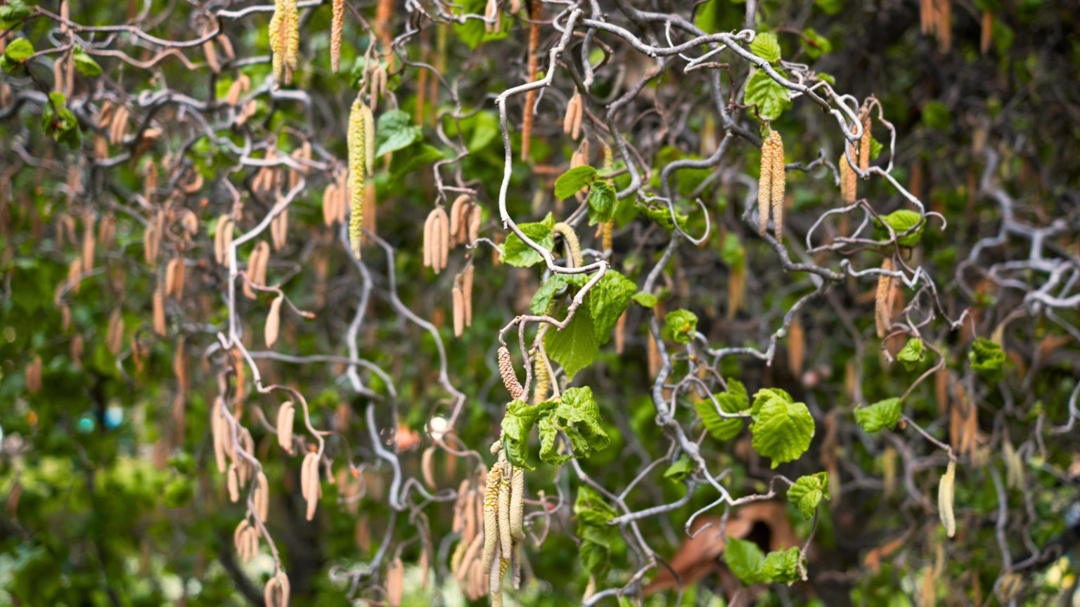 11 Trees With Unique, Twisted Branches That Look Good Bare
