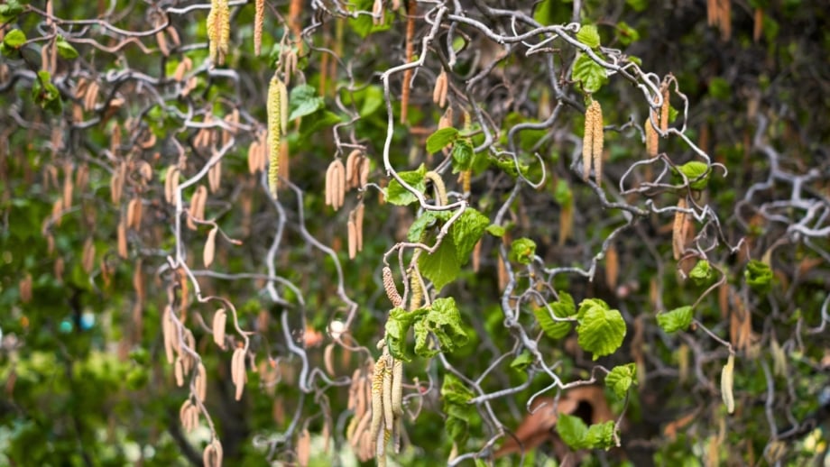 11 Trees With Unique, Twisted Branches That Look Good Bare