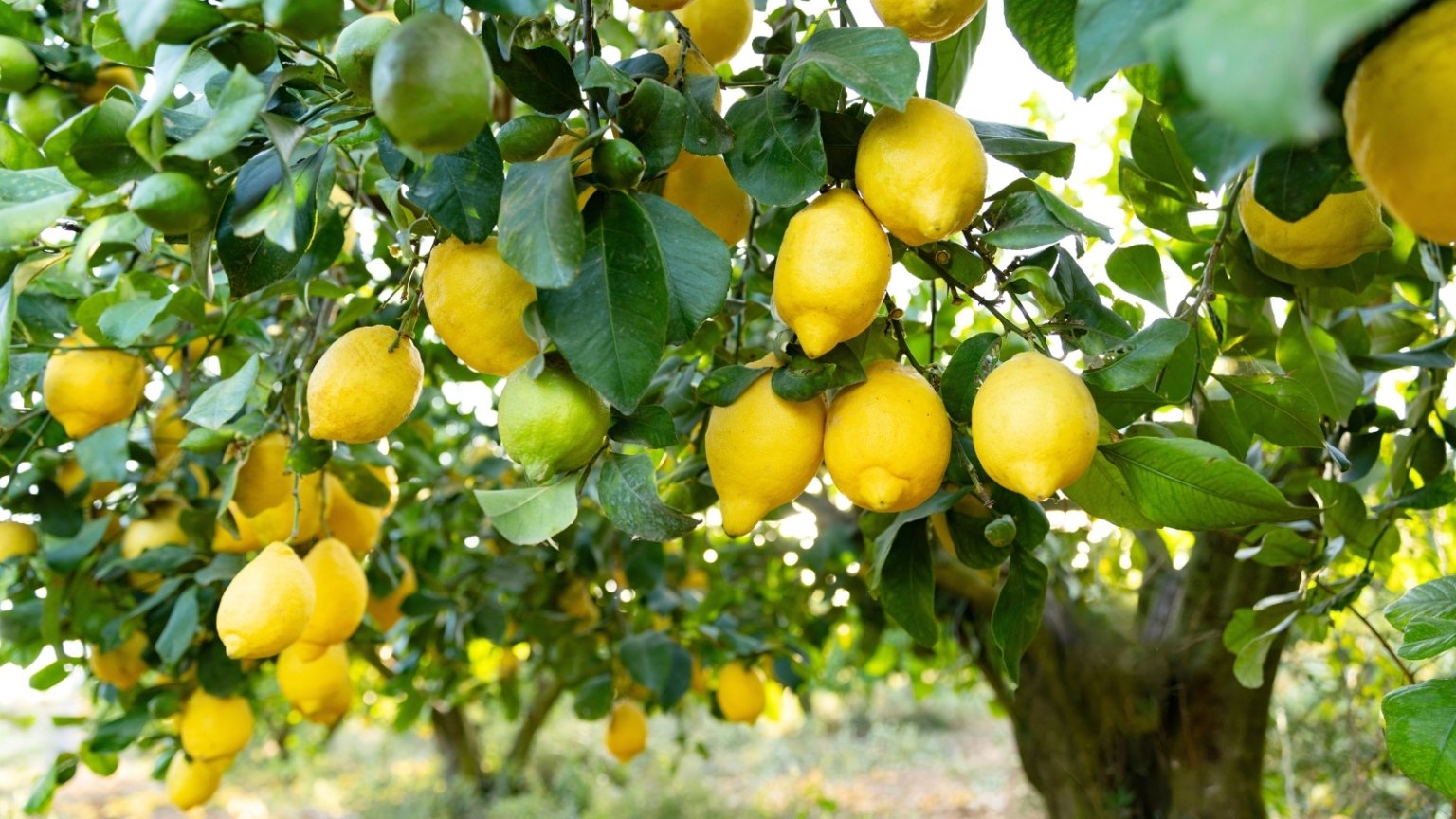 When and How to Harvest Lemons