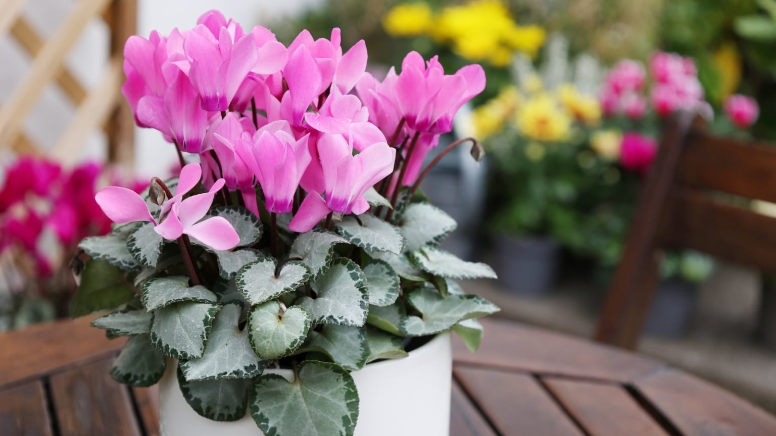 5 Ways to Encourage Cyclamen Blooms This Season