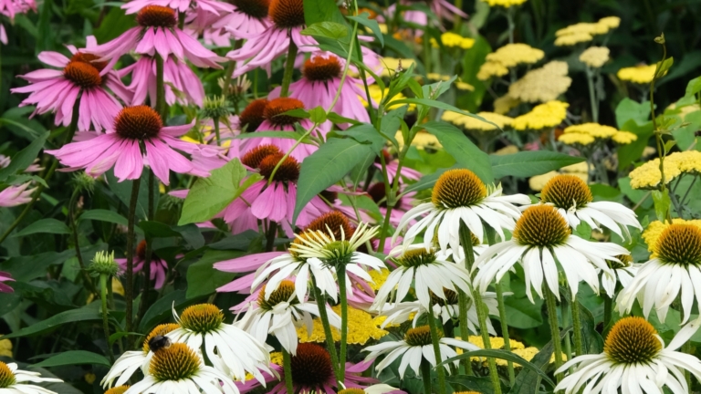 11 Flower Seeds You Can Sow on the Snow