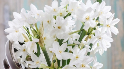 How to Force Paperwhite Blooms for the Holidays in 7 Steps