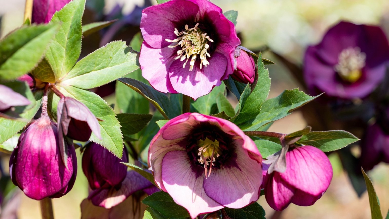 19 Showstopping Hellebore Varieties to Grow for Winter Blooms