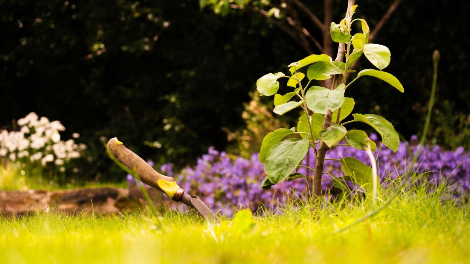 9 Easy and Low-Maintenance Fruit Trees for Your Backyard