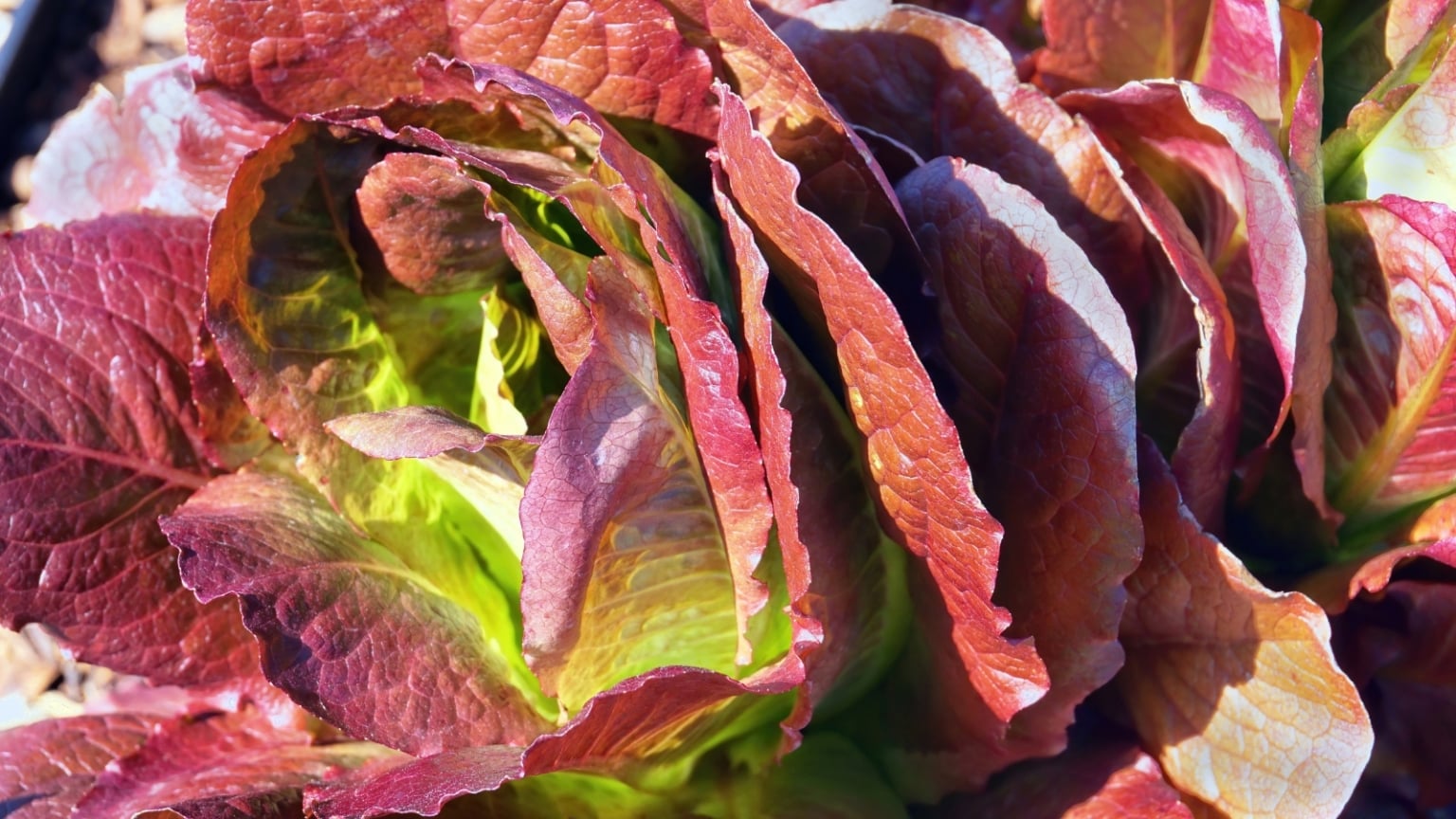 How To Grow Lettuce For Great Harvests All Year Long - Epic Gardening