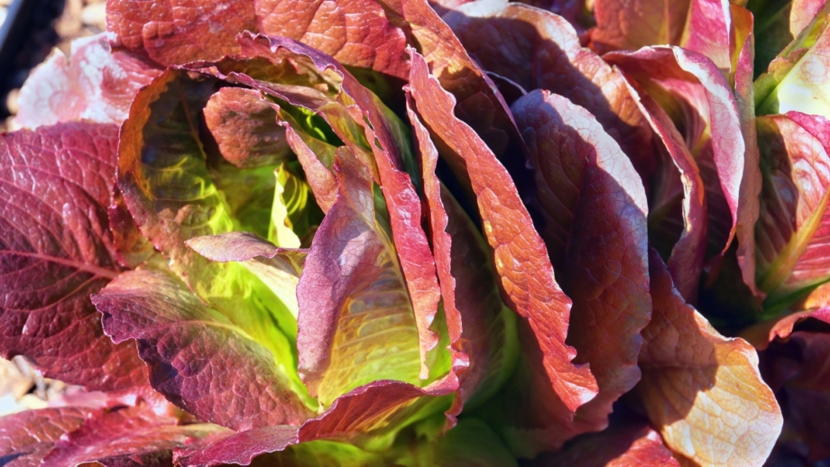 How To Grow Lettuce For Great Harvests All Year Long - Epic Gardening