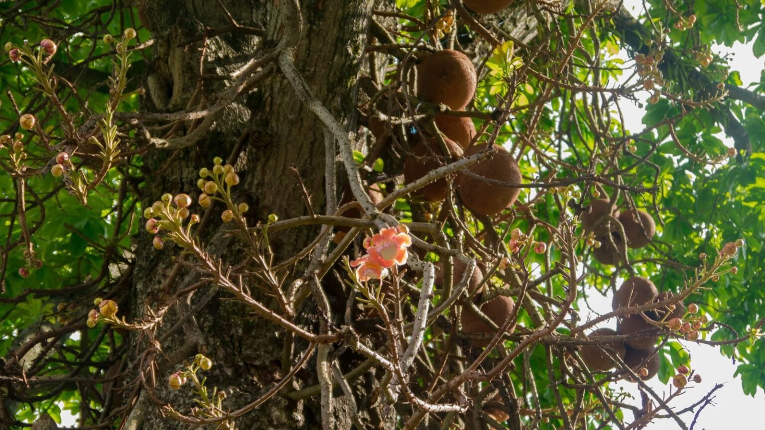 How to Plant, Grow, and Care For Brazil Nut Trees