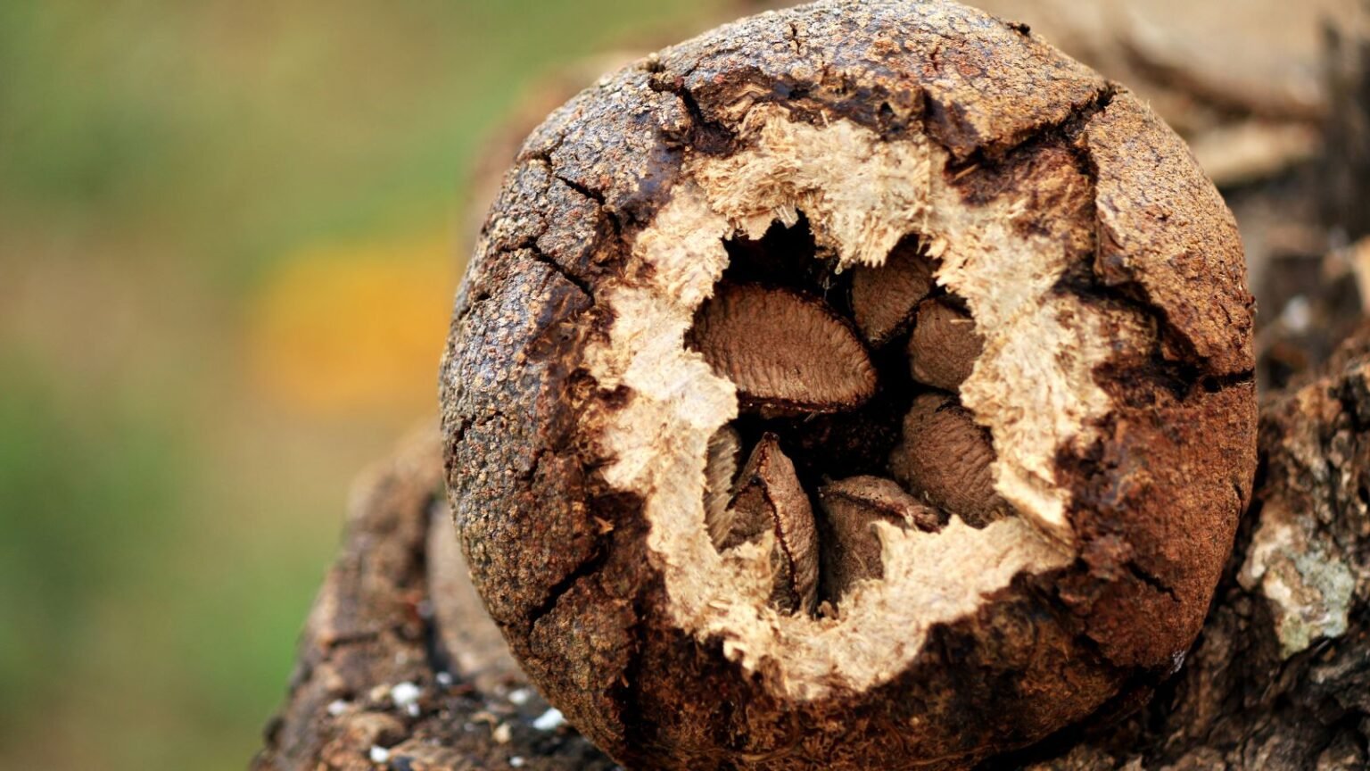 How to Plant, Grow, and Care For Brazil Nut Trees