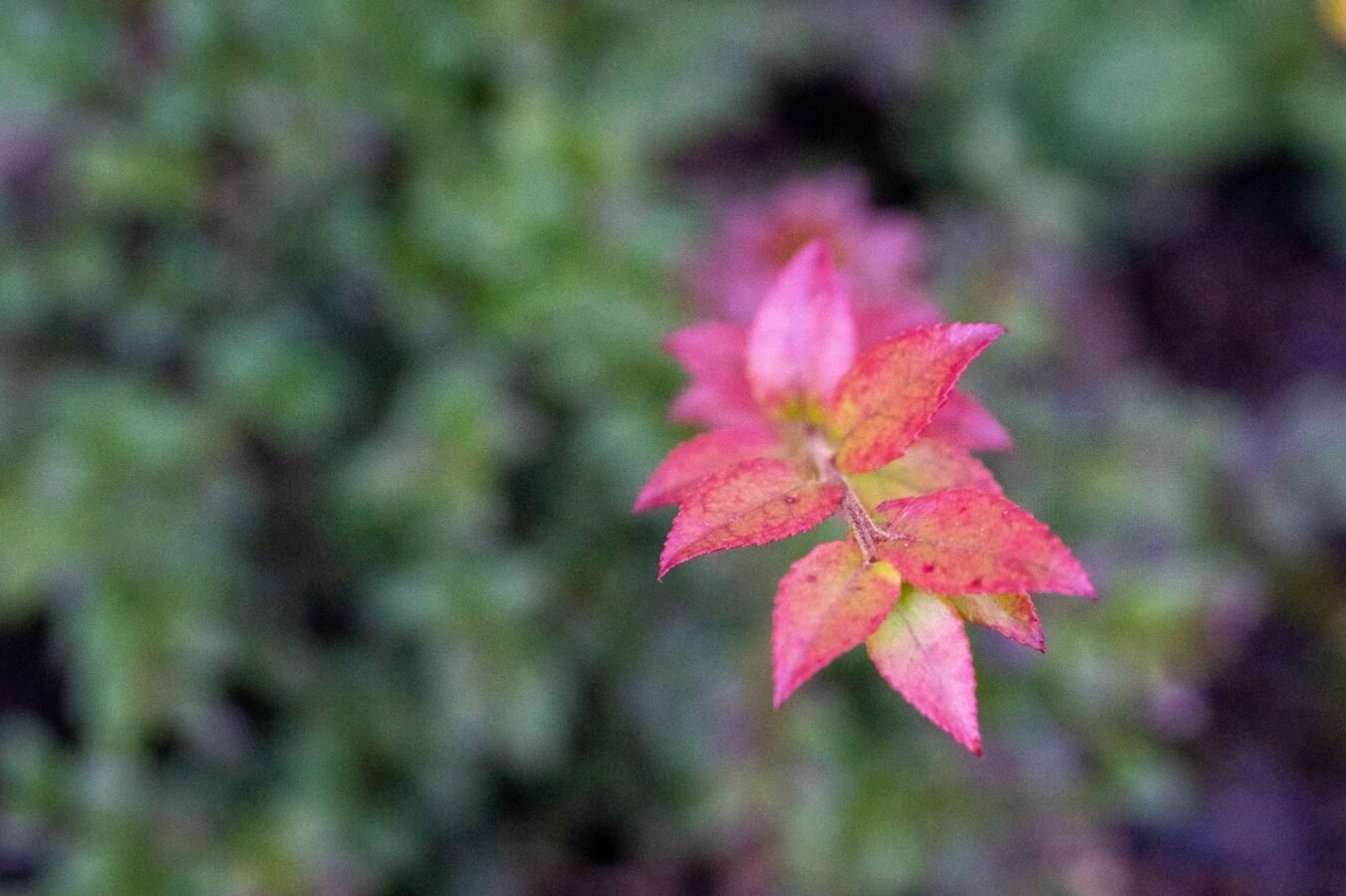 How to Plant, Grow, and Care for Evergreen Huckleberry Plants