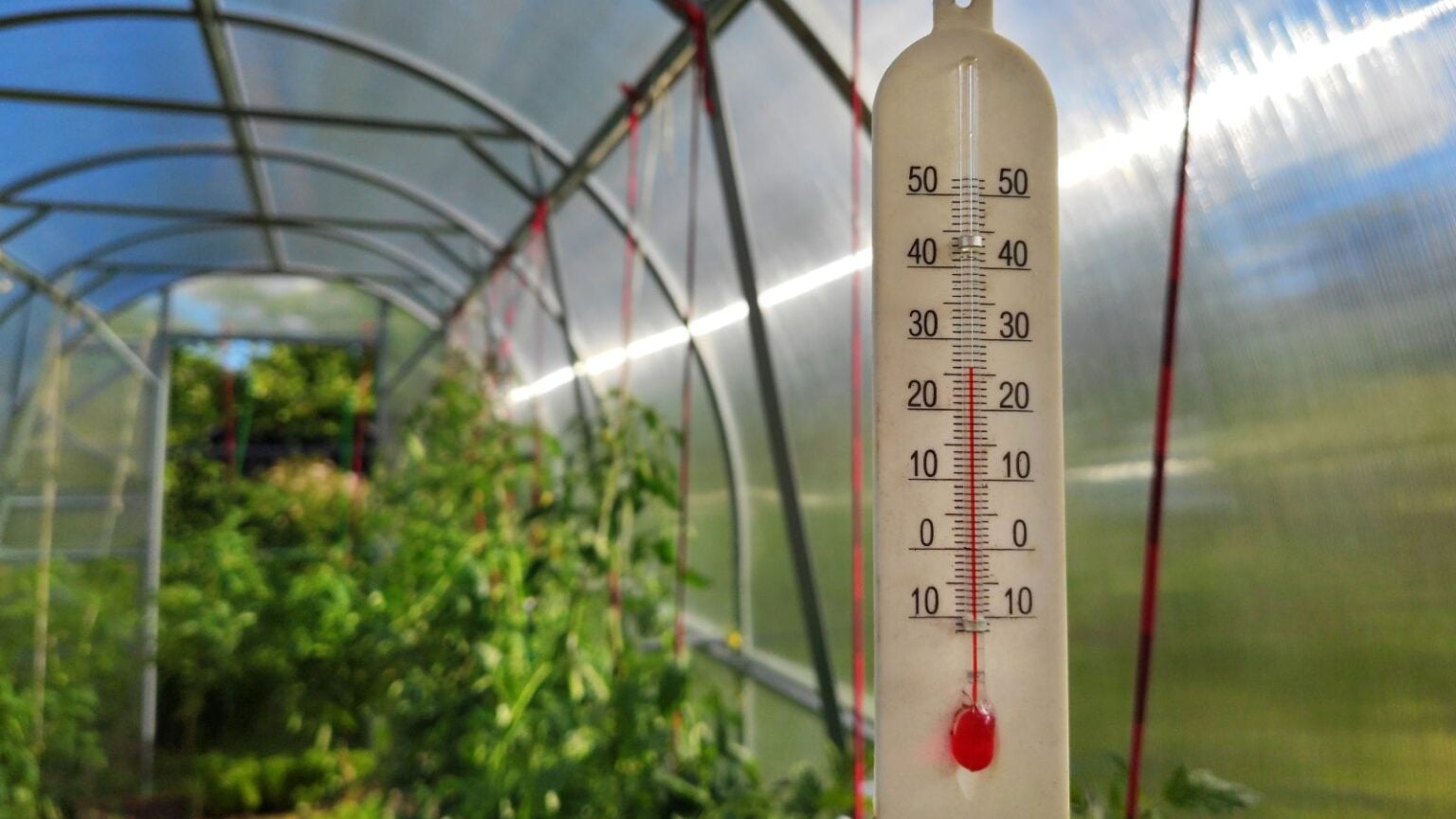 How to Plant, Grow, and Care for Napa Cabbage