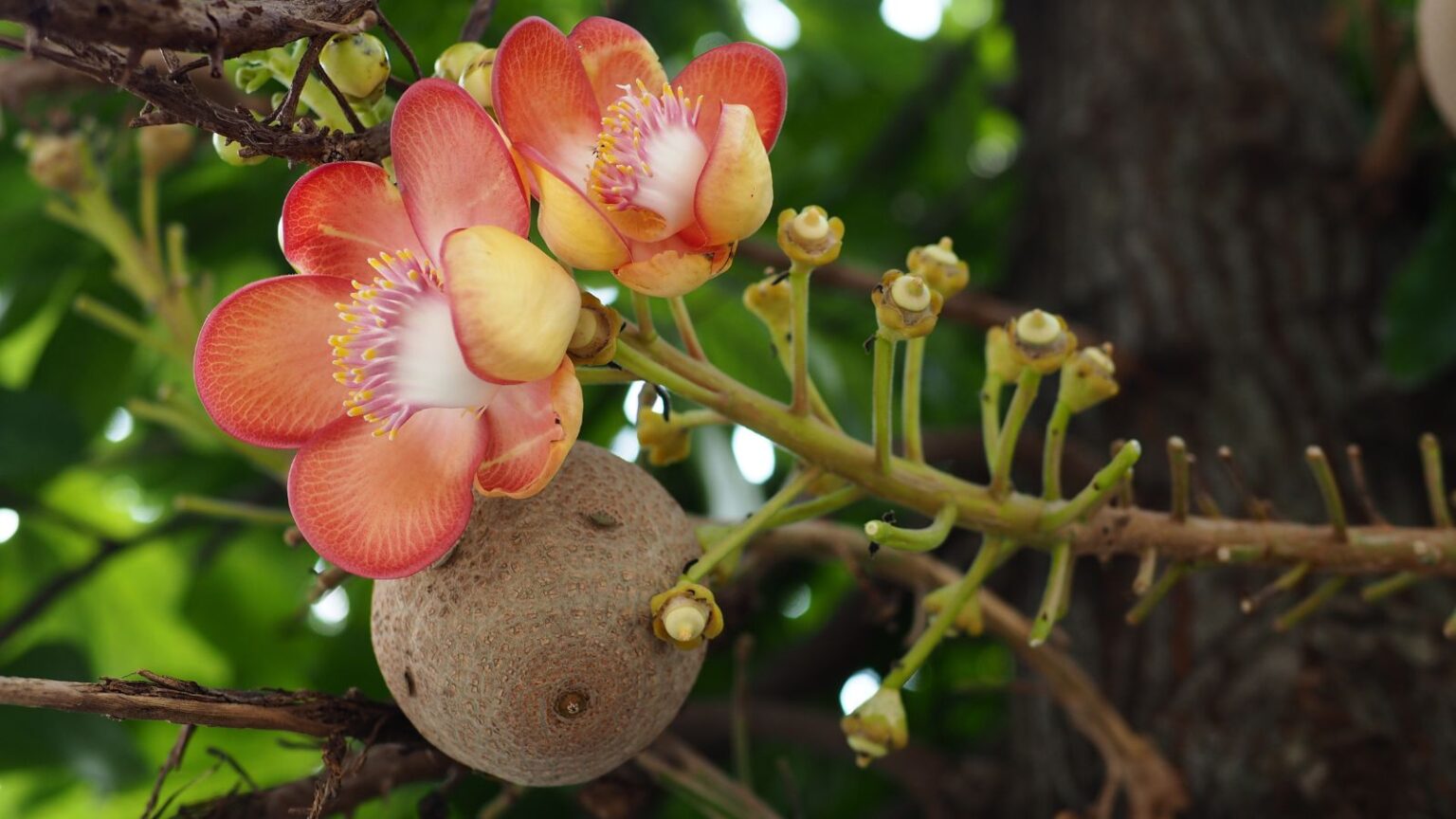How to Plant, Grow, and Care For Brazil Nut Trees