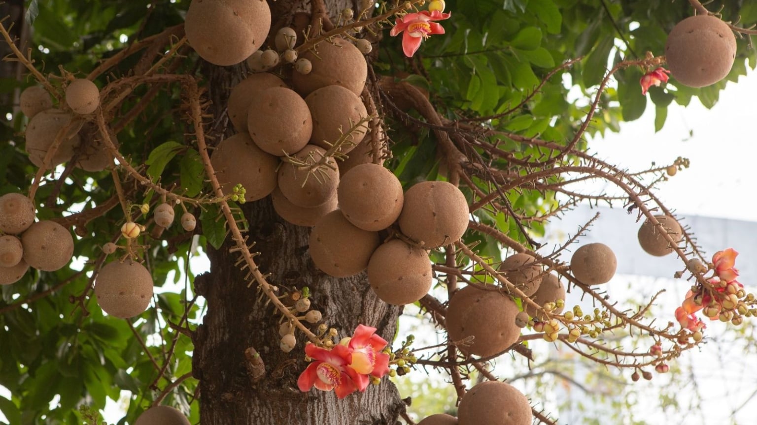 How to Plant, Grow, and Care For Brazil Nut Trees