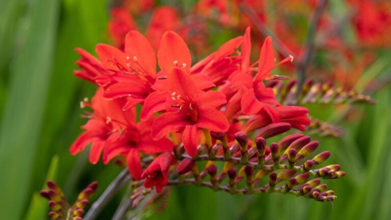 How to Plant, Grow, and Care For Crocosmia