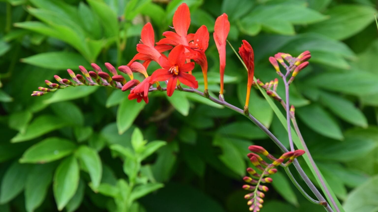How to Plant, Grow, and Care For Crocosmia