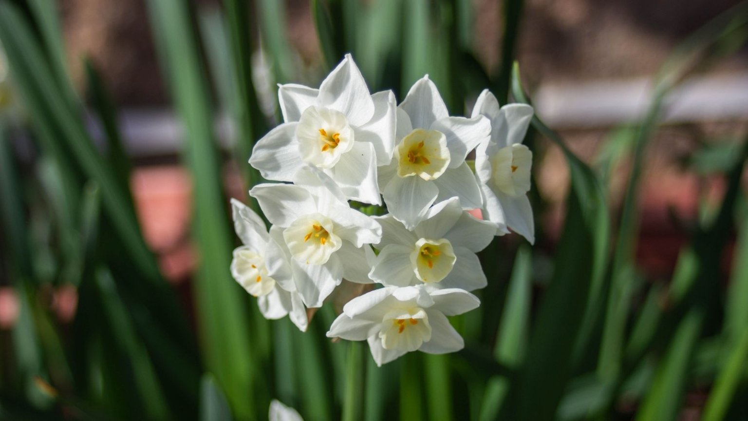 What to Do With Paperwhites When They've Finished Blooming