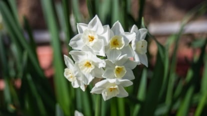 What to Do With Paperwhites When They've Finished Blooming