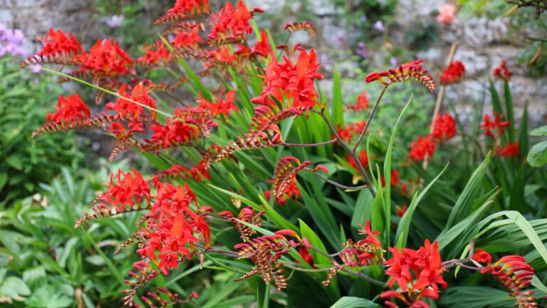 How to Plant, Grow, and Care For Crocosmia