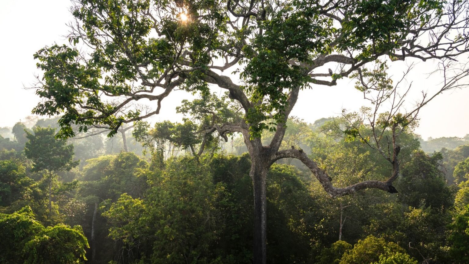 How to Plant, Grow, and Care For Brazil Nut Trees