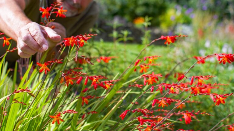 How to Plant, Grow, and Care For Crocosmia