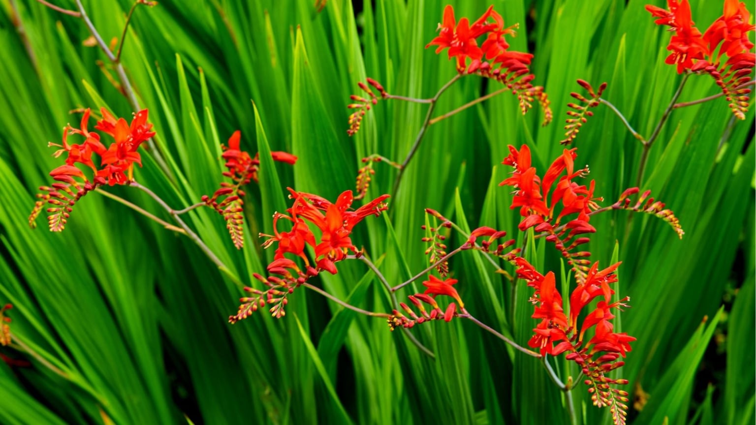 How to Plant, Grow, and Care For Crocosmia