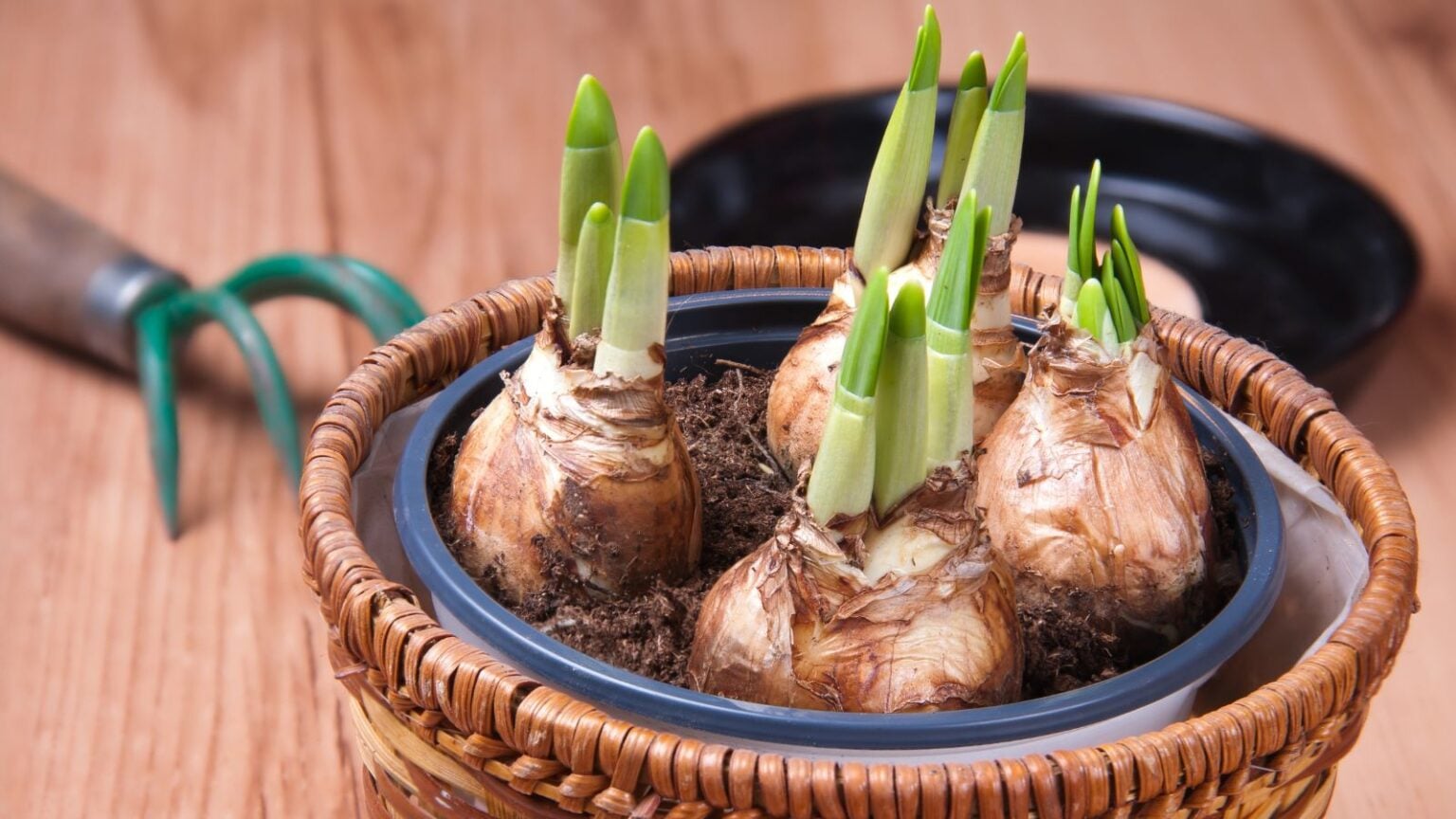 What to Do With Paperwhites When They've Finished Blooming