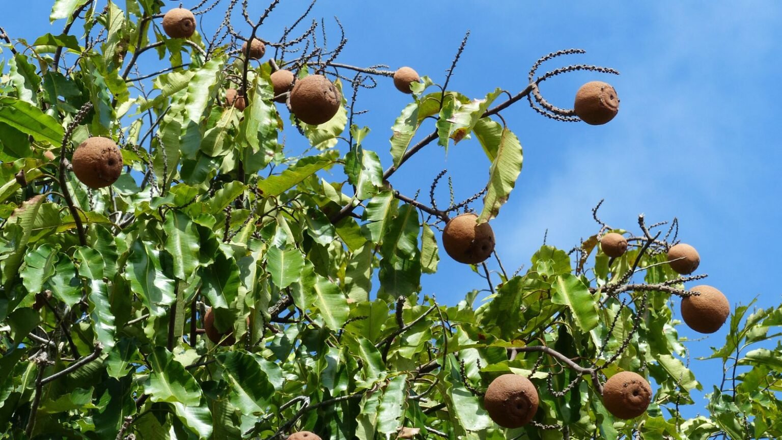 How to Plant, Grow, and Care For Brazil Nut Trees