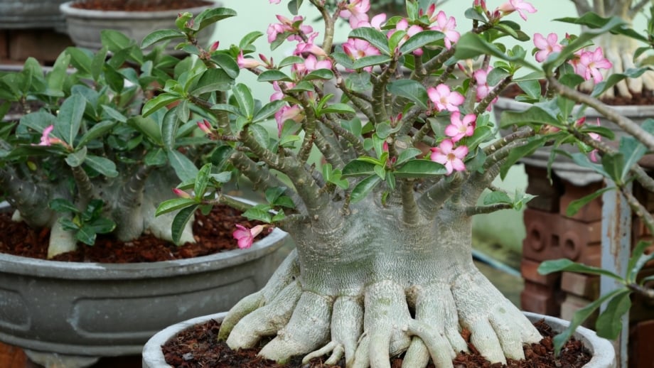 21 Houseplants That Like Low Humidity