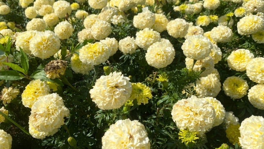 11 Cutting Garden Flowers to Start From Seed in February
