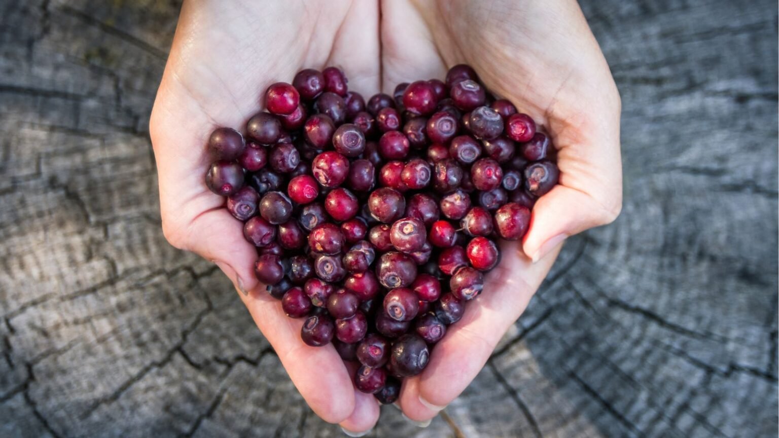 How to Plant, Grow, and Care for Evergreen Huckleberry Plants