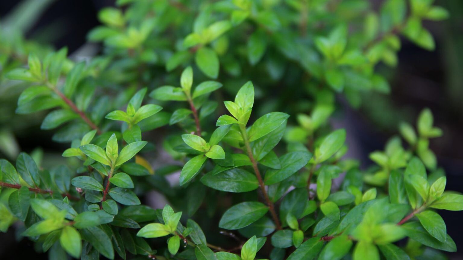 How to Plant, Grow, and Care for Evergreen Huckleberry Plants
