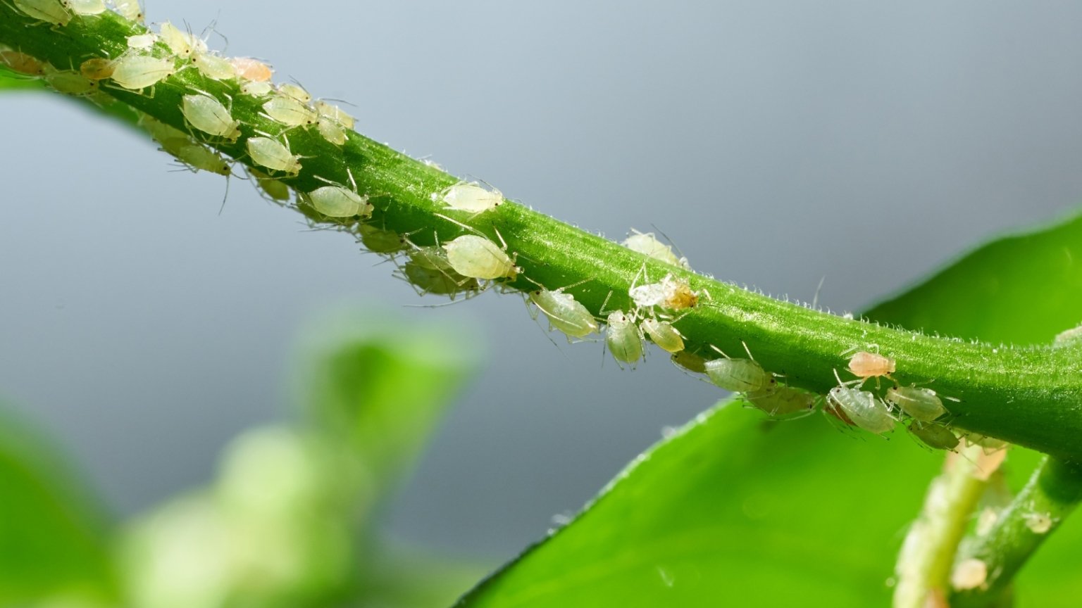 What's Eating My Peony? 7 Peony Pests to Watch For