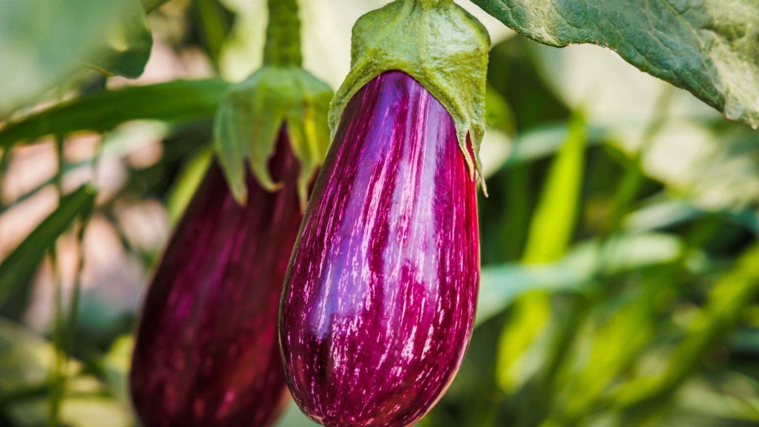 When and How to Grow Eggplants From Seed