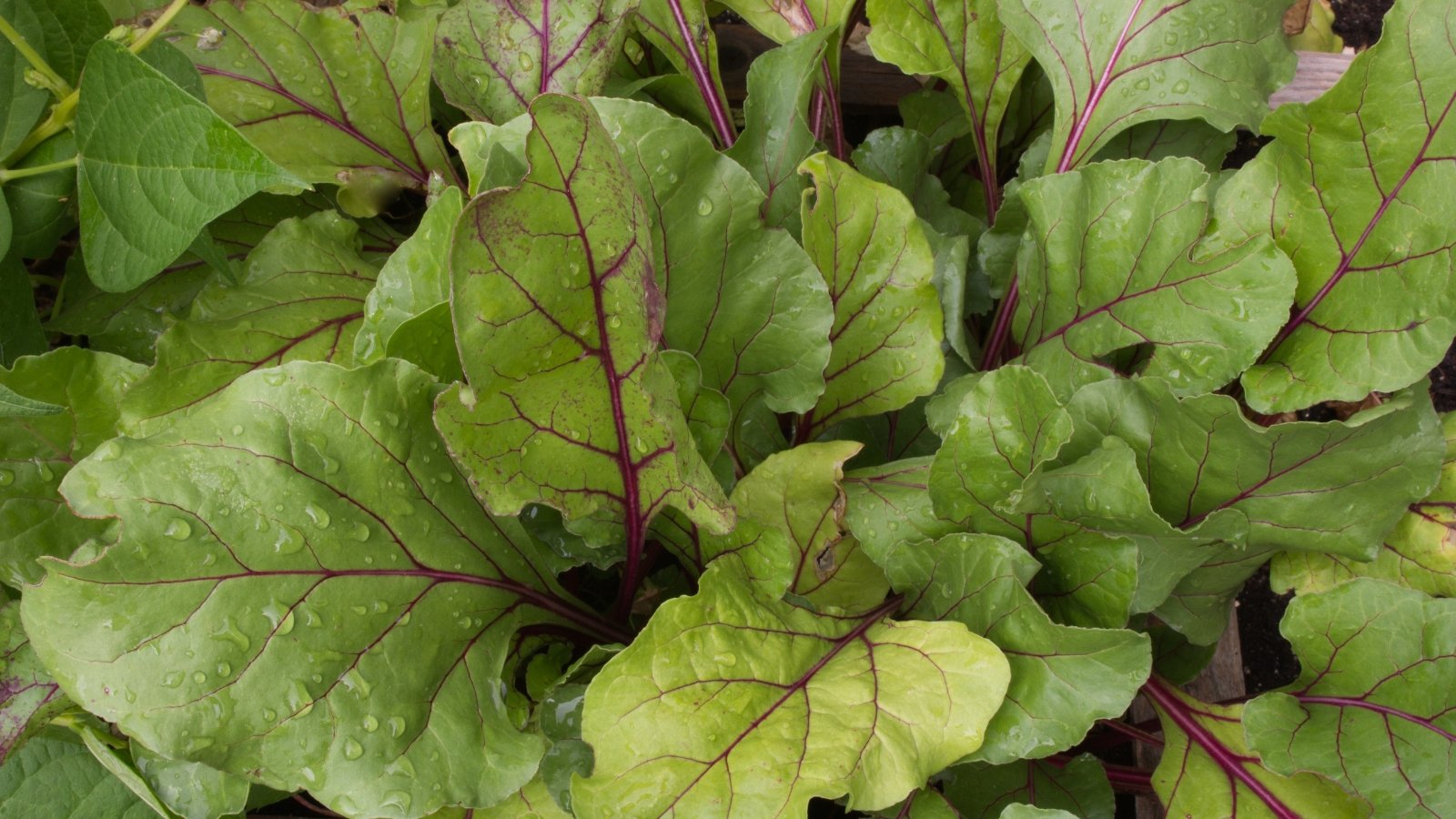 Southern Winter Gardens: What to Plant in the South in January