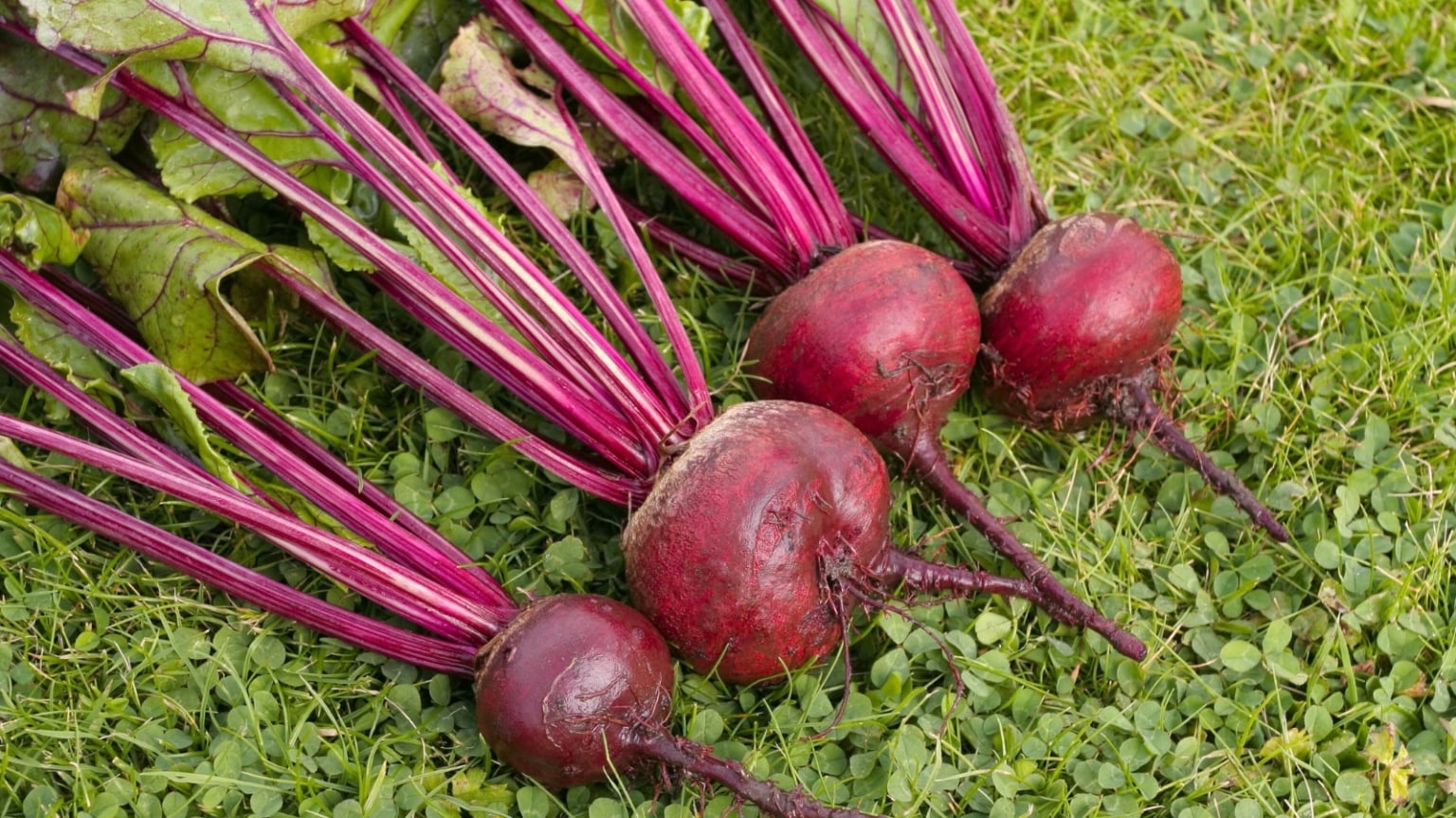 13 Vegetables You Can Winter Sow