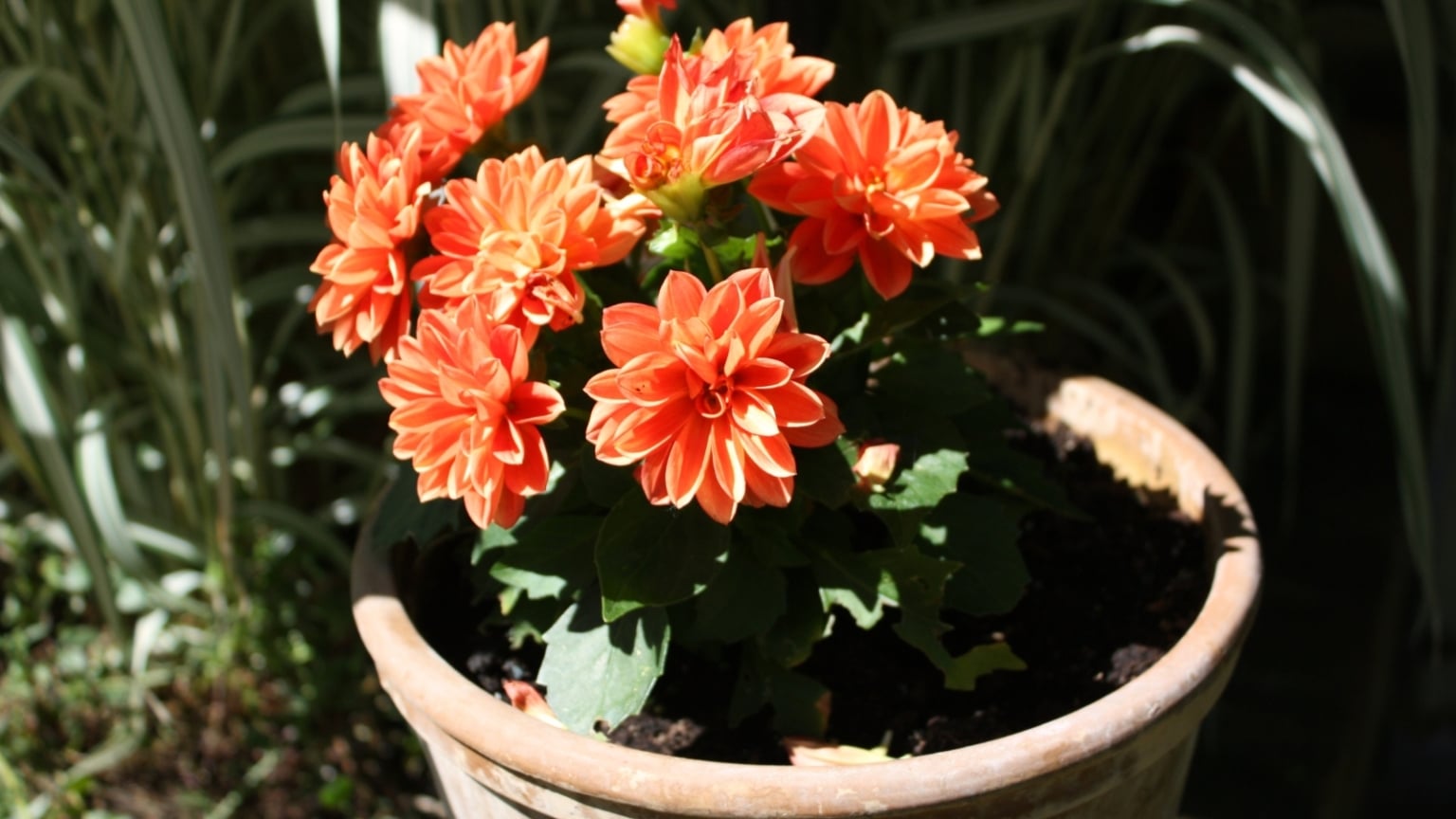 11 Tips For Growing Beautiful Dahlias in Pots or Containers