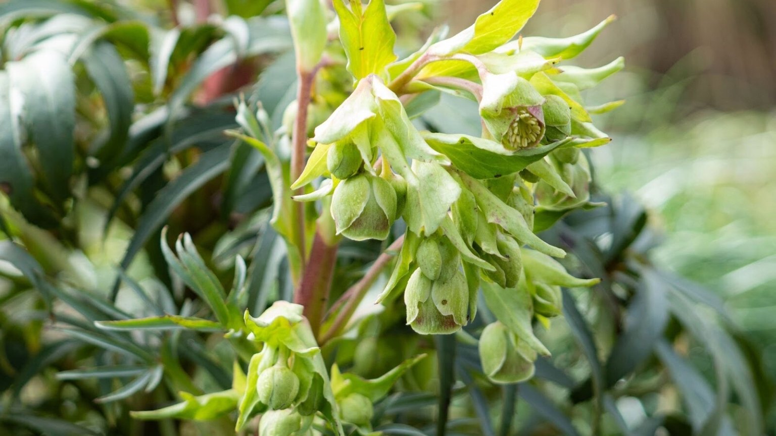 How to Grow Hellebore Flowers From Seed