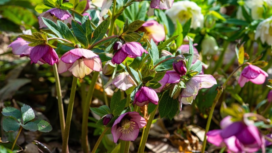 How and When to Cut Back Hellebore Leaves