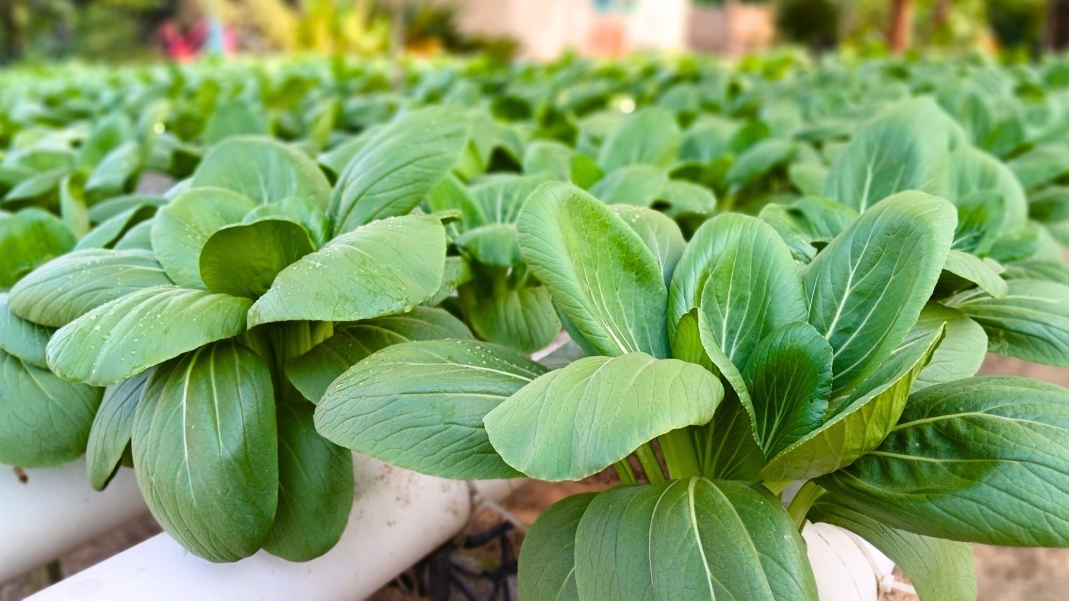 25 Vegetables to Grow in Your Hydroponic Garden